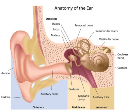 Ossicular Chain Discontinuity - Treatment and Surgery